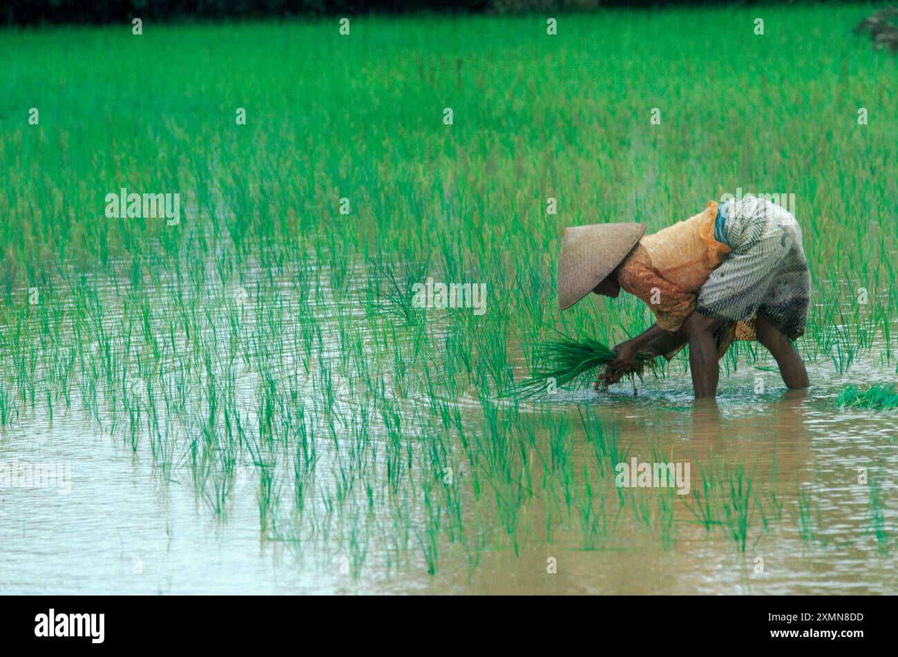 Woman planting rice, Central Java, Indonesia Stock Photo - Alamy