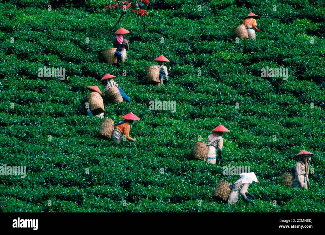 Java tea plantation hi-res stock photography and images - Alamy