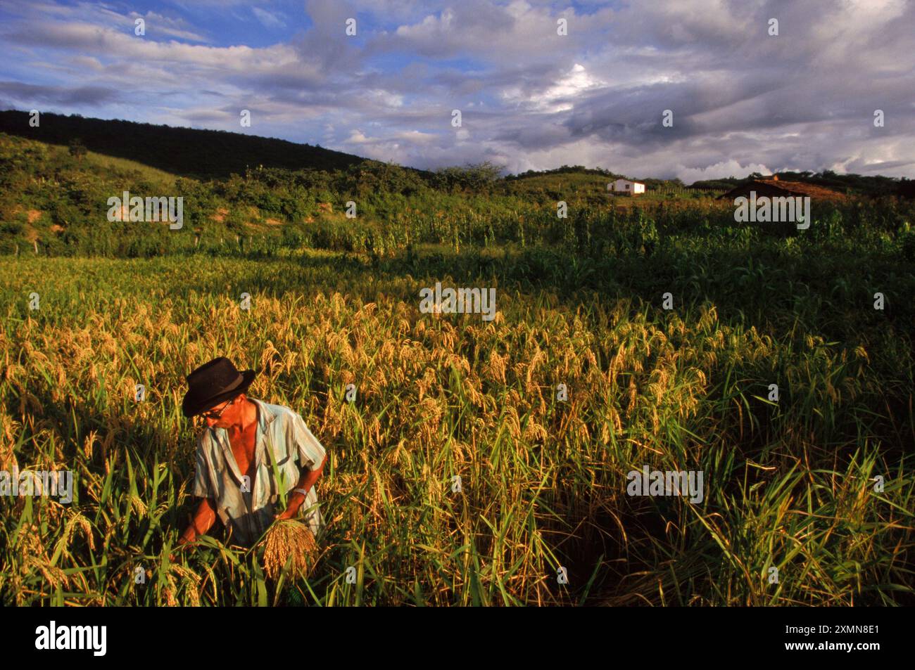 Rice farming brazil hi-res stock photography and images - Alamy