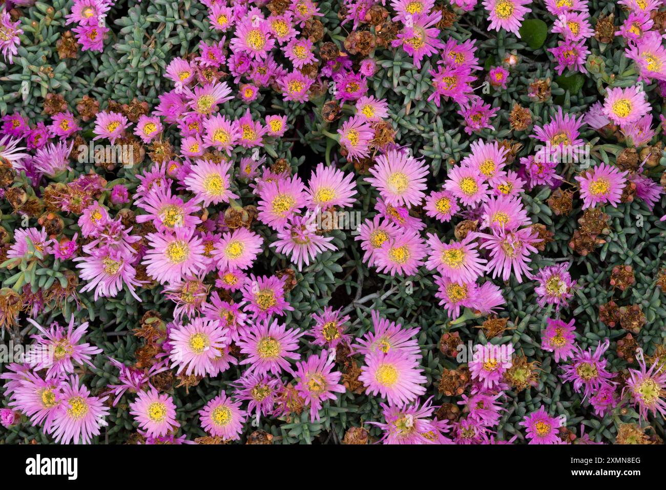 Lampranthus Falcatus is a Creeping Succulent Plant Stock Photo - Alamy