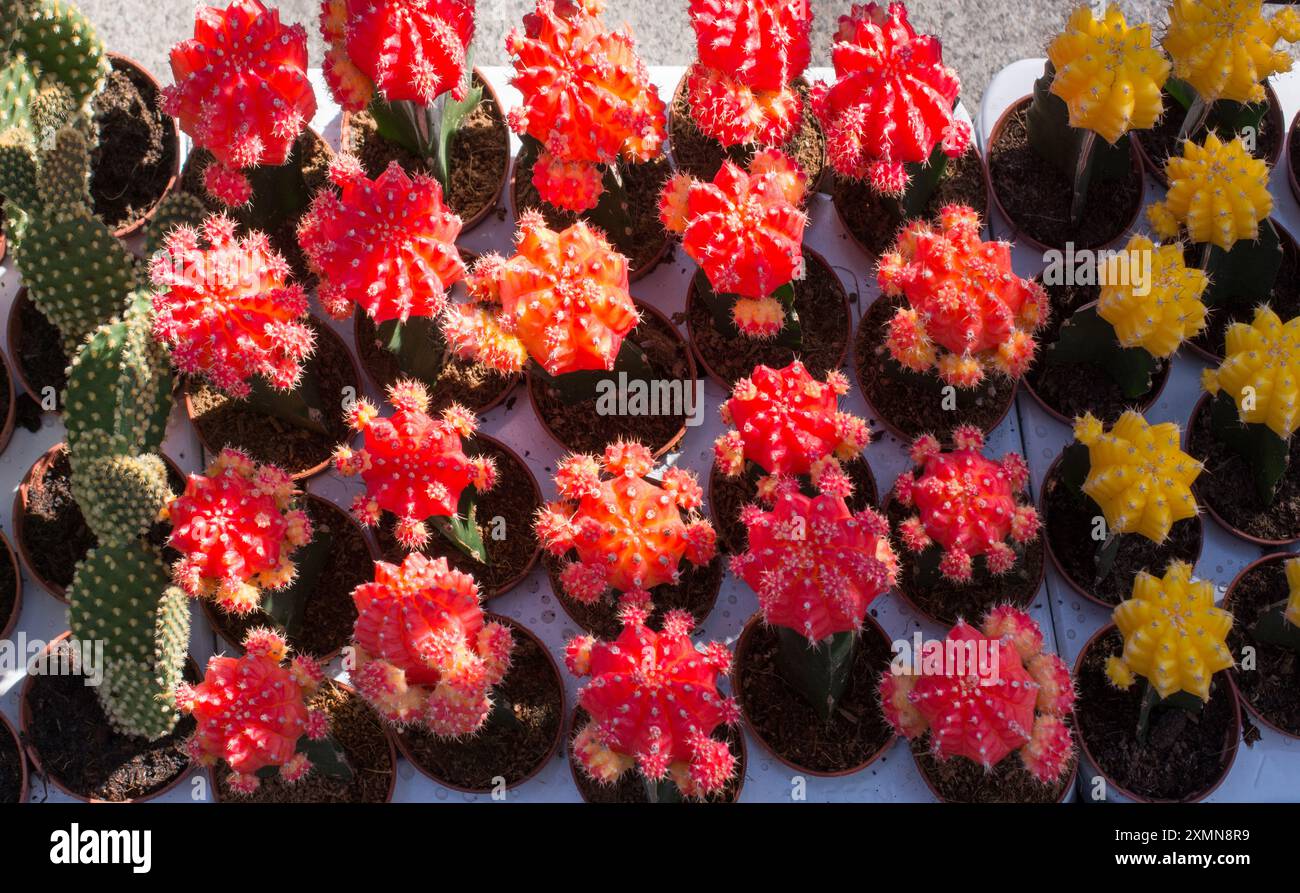 Little colorful cactus plant in a small pot Stock Photo - Alamy