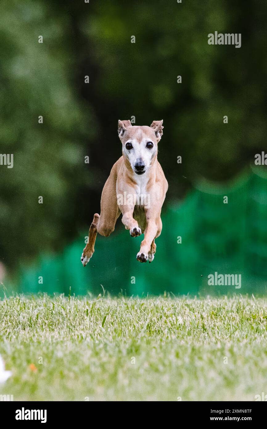 Greyhound dog grass running hi-res stock photography and images - Alamy