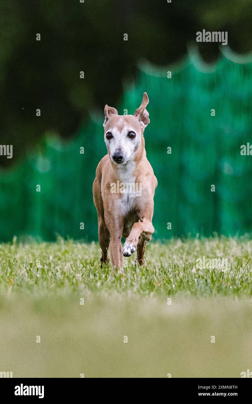 Greyhound dog grass running hi-res stock photography and images - Alamy