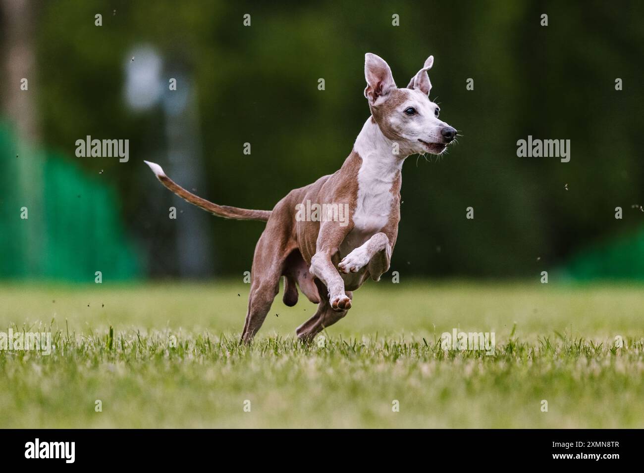 Greyhound dog grass running hi-res stock photography and images - Alamy