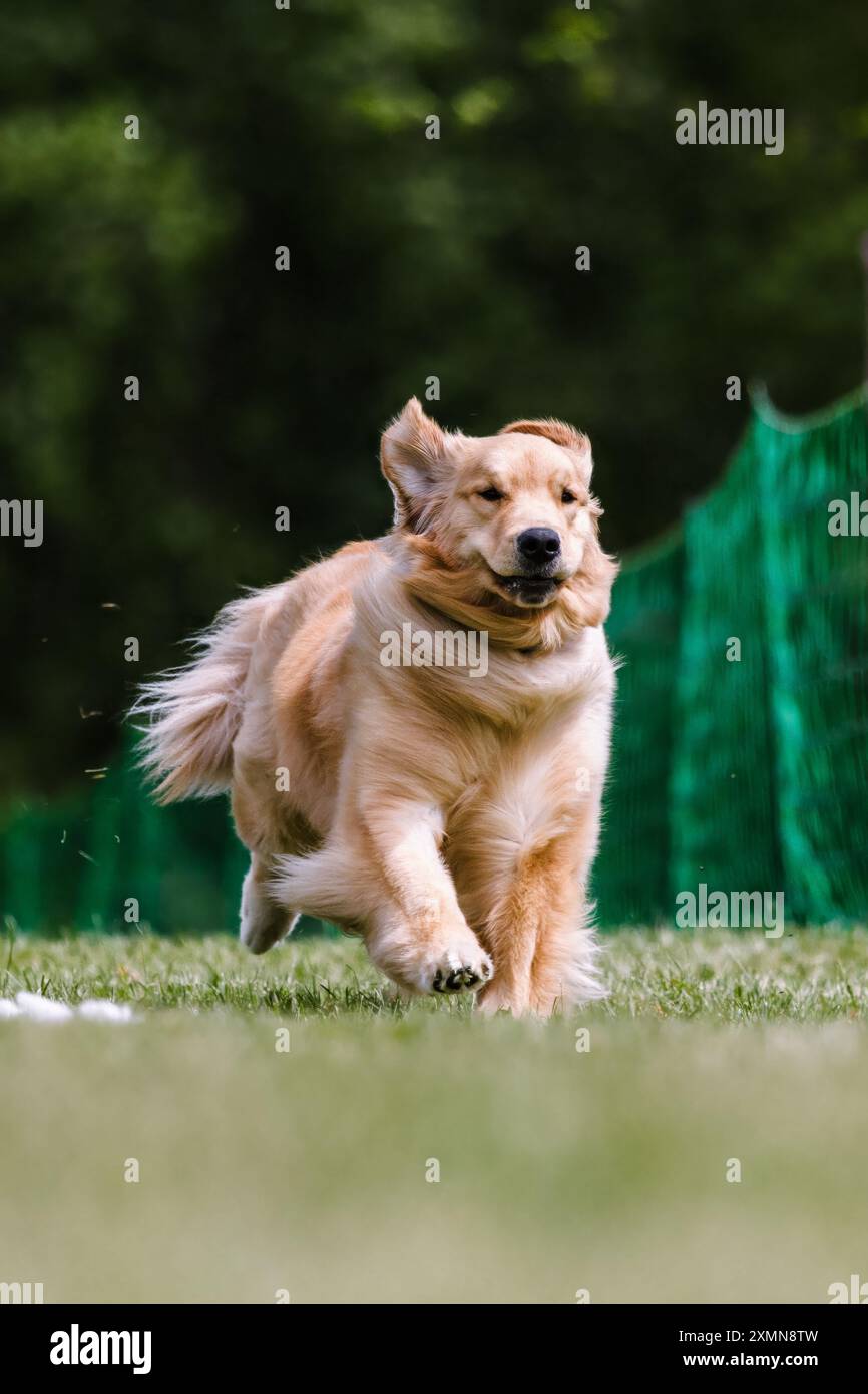 Golden Retriever running lure course dog sport Stock Photo - Alamy