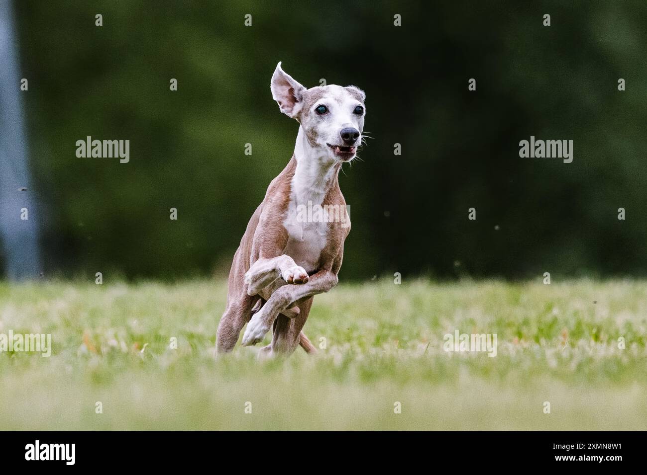 Italian Greyhound running lure coursing dog sport in grass Stock Photo ...