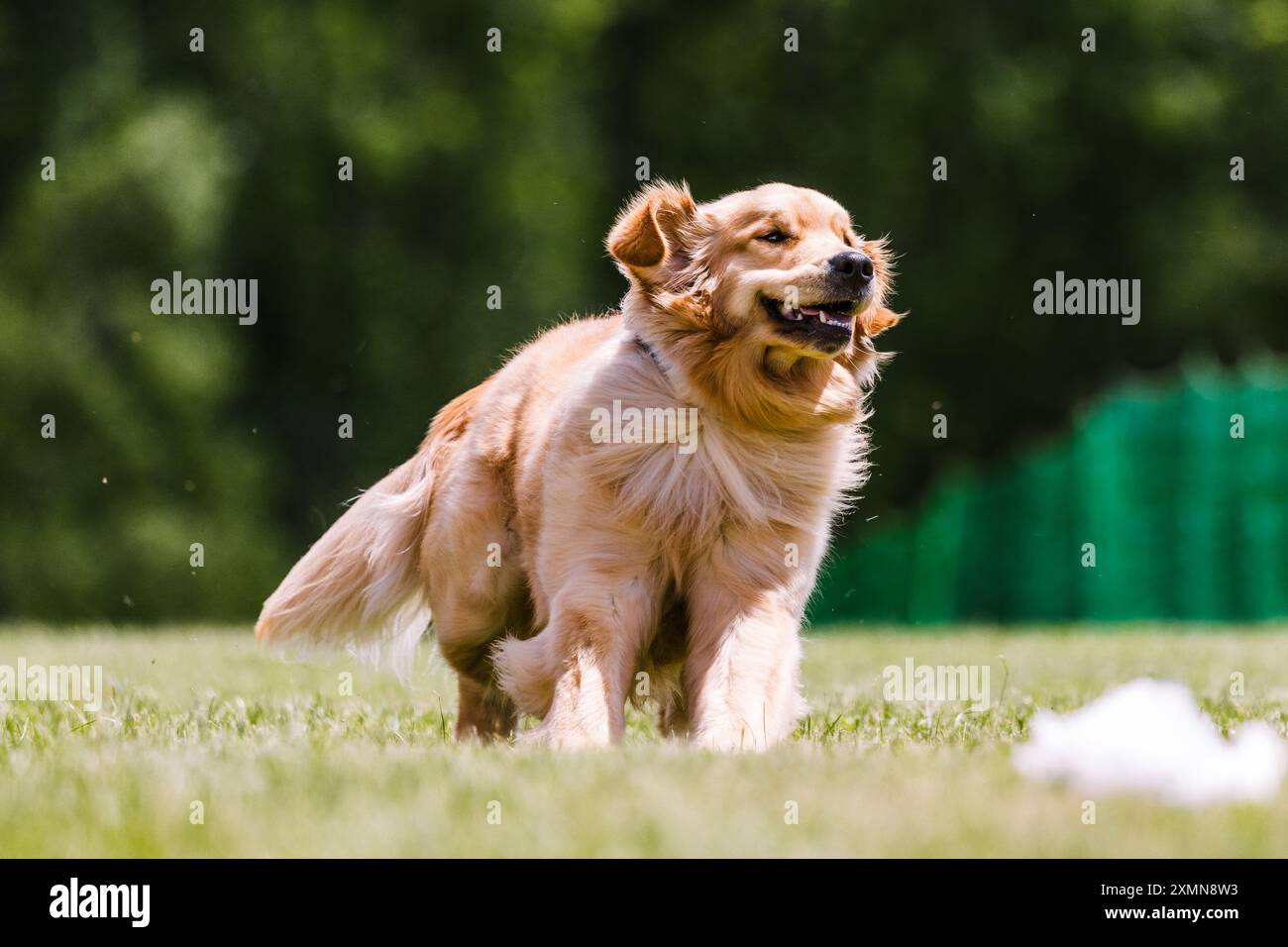 Excited energetic golden retriever hi-res stock photography and images ...