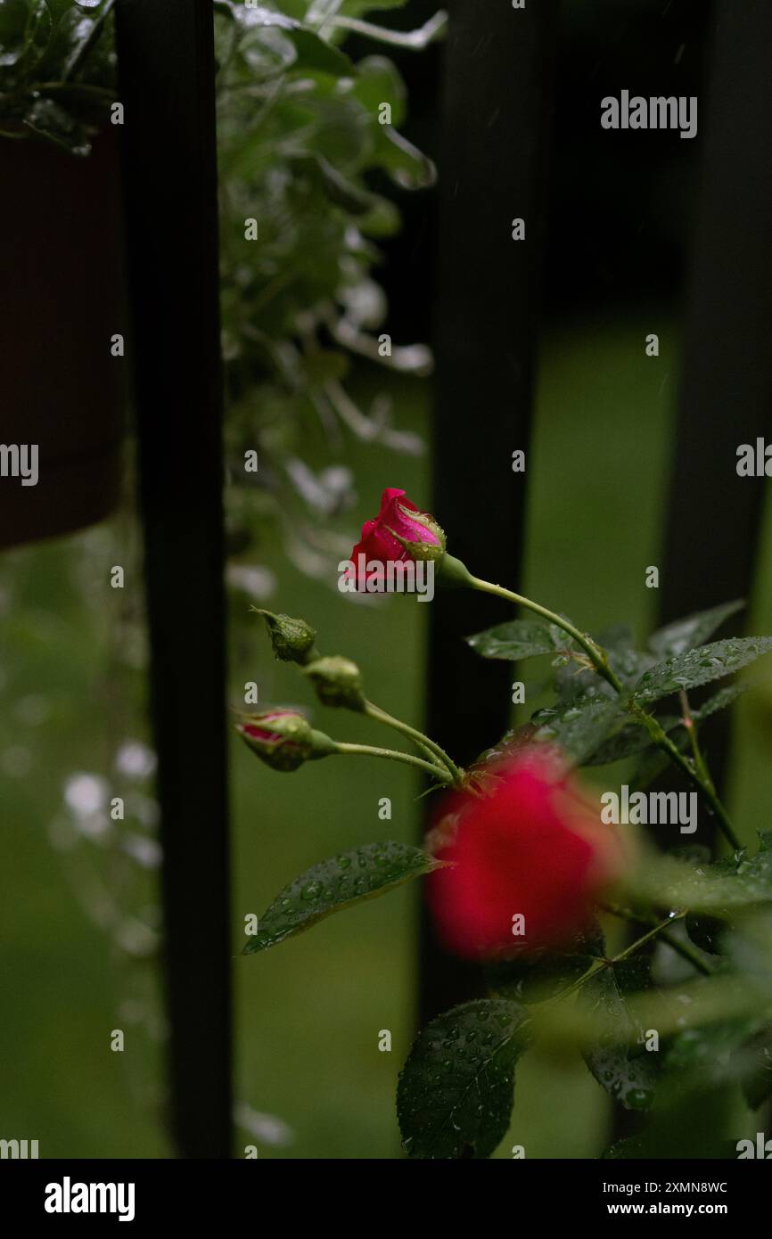 Bloom with rain hi-res stock photography and images - Alamy