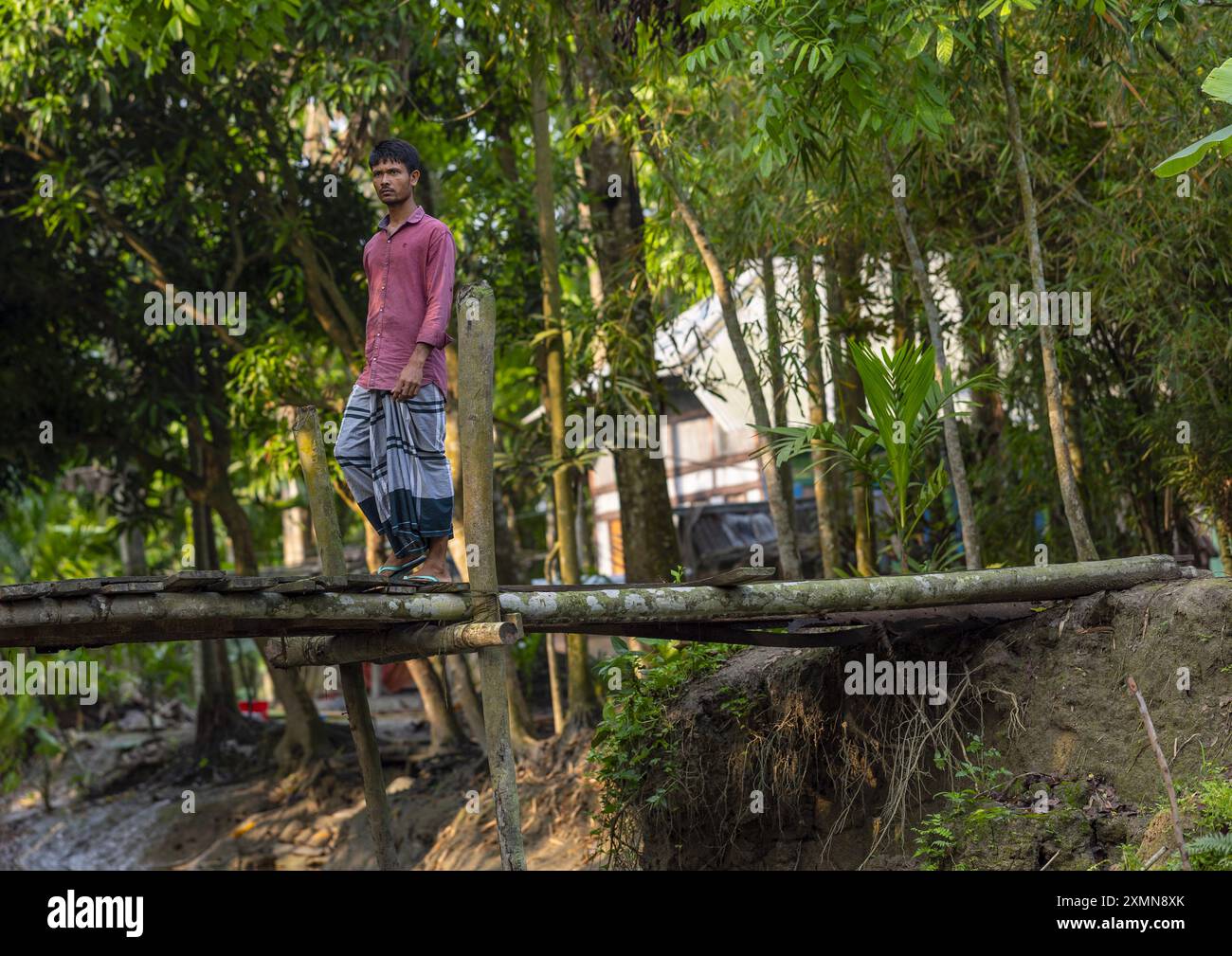 Bangladeshi man crossing a bridge made of tree trunks in the Sundarbans, Barisal Division ...