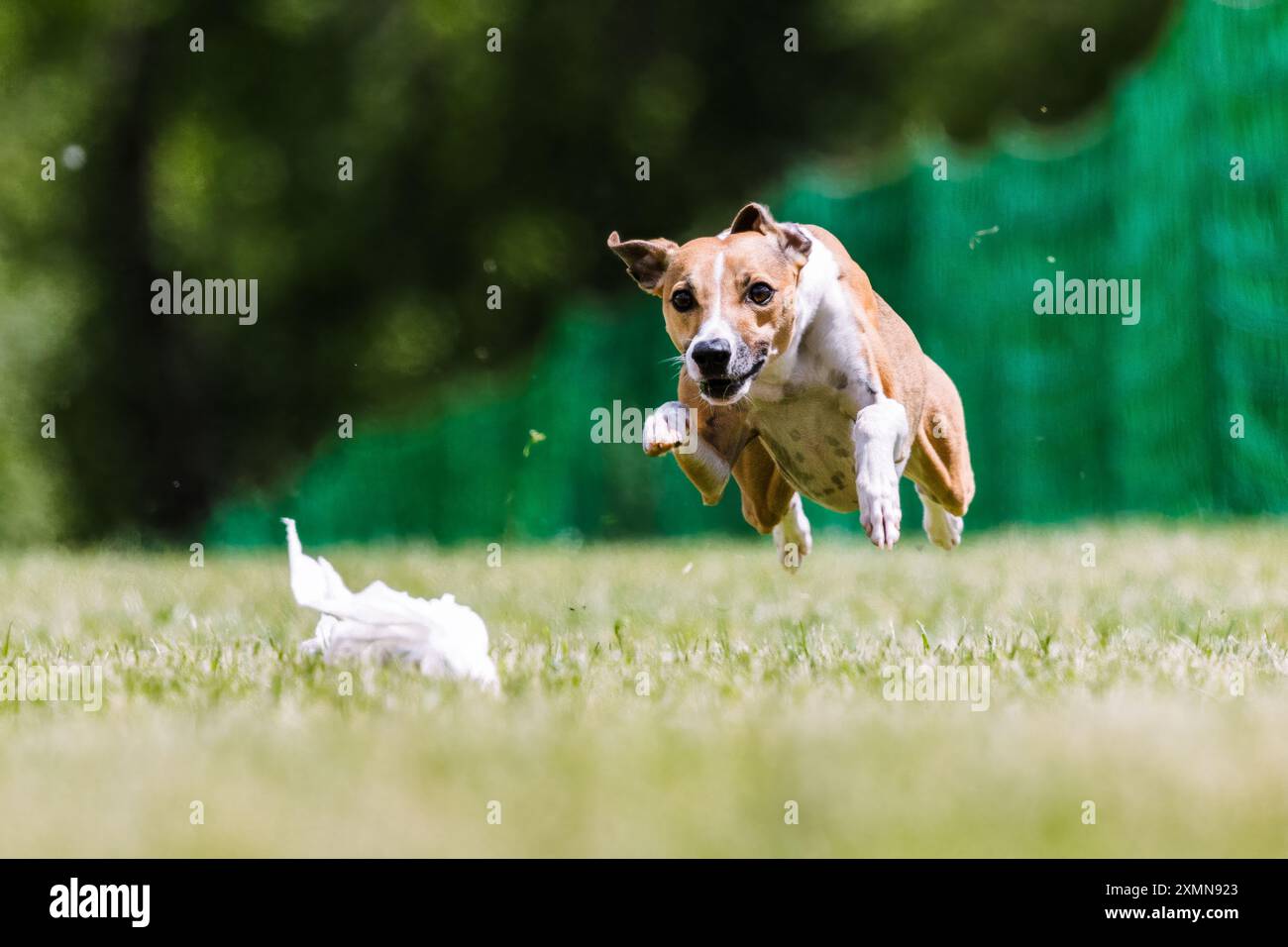 Whippet mixed breed mutt running lure coursing dog sport in grass Stock ...