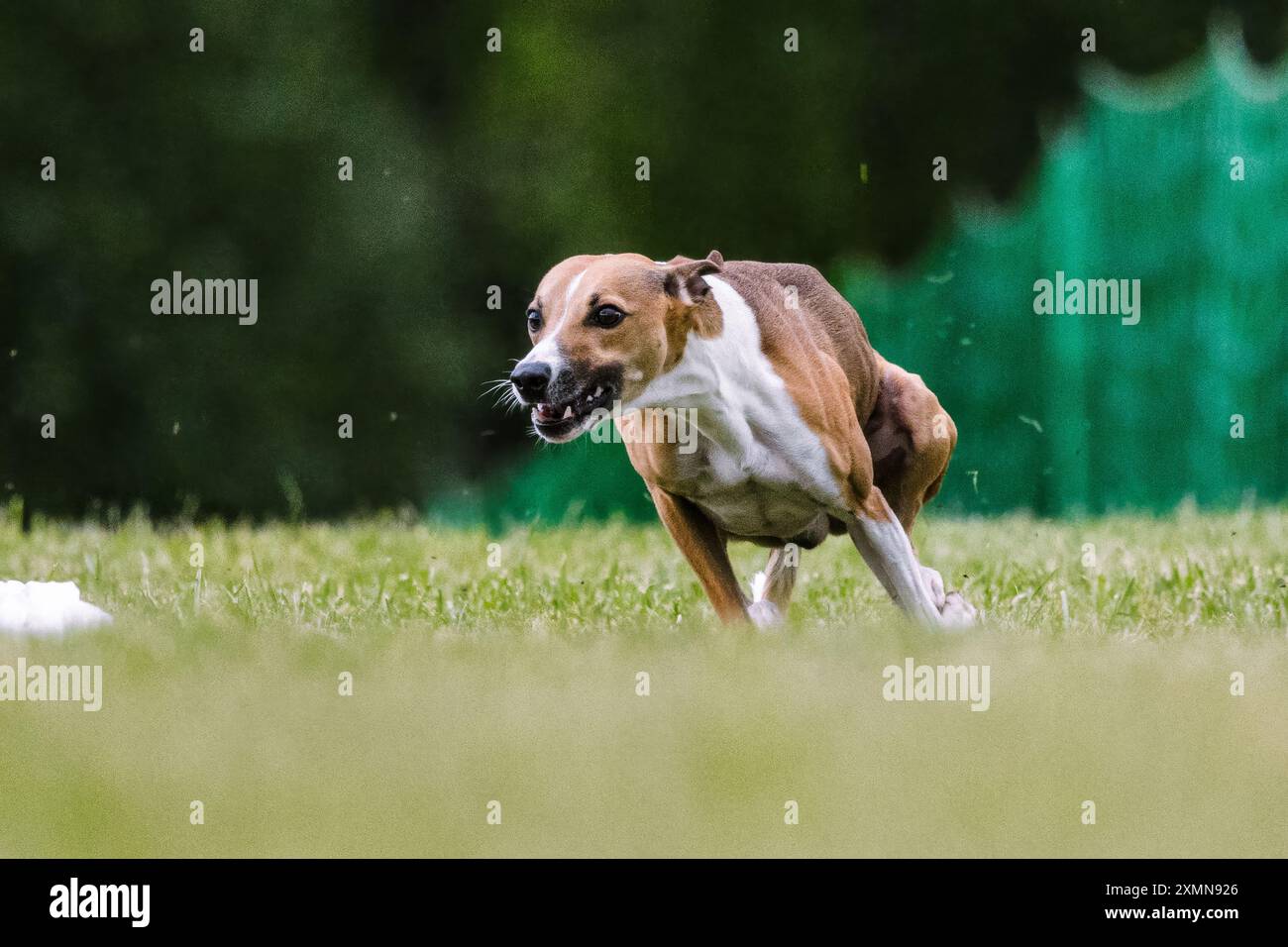 Whippet mixed breed mutt running lure coursing dog sport in grass Stock ...