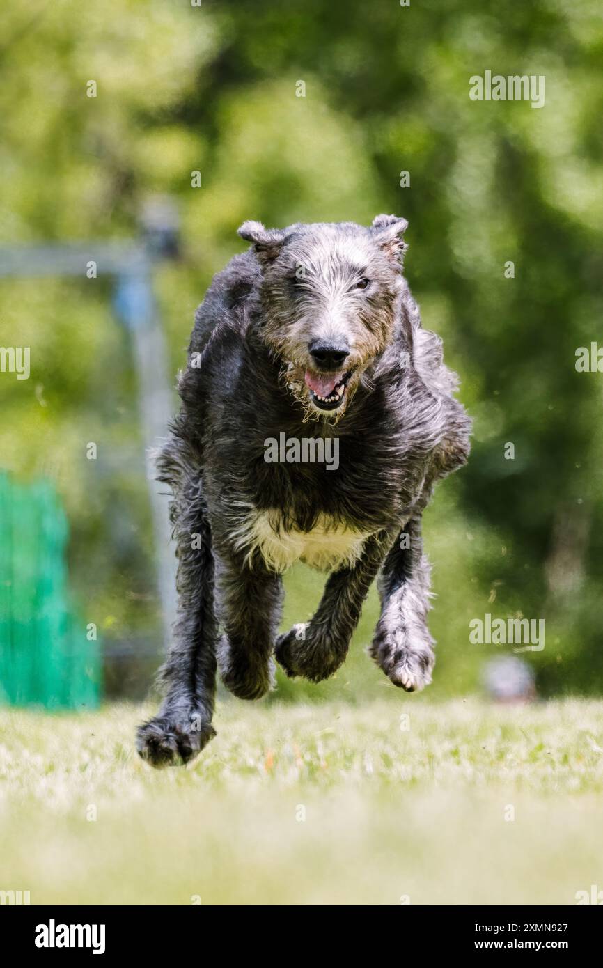 Irish wolfhound canis familiaris hi-res stock photography and images ...