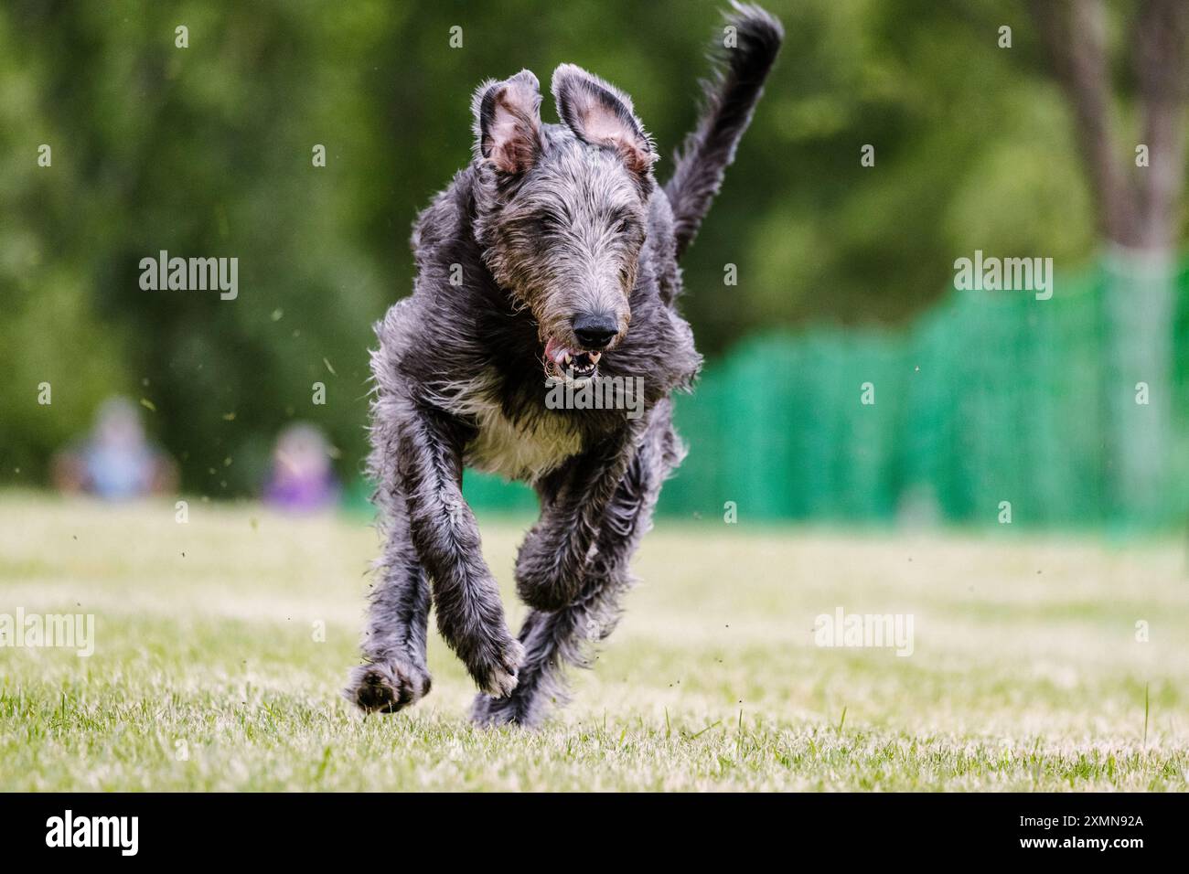 Gray Irish Wolfhound running lure coursing dog sport in grass Stock ...
