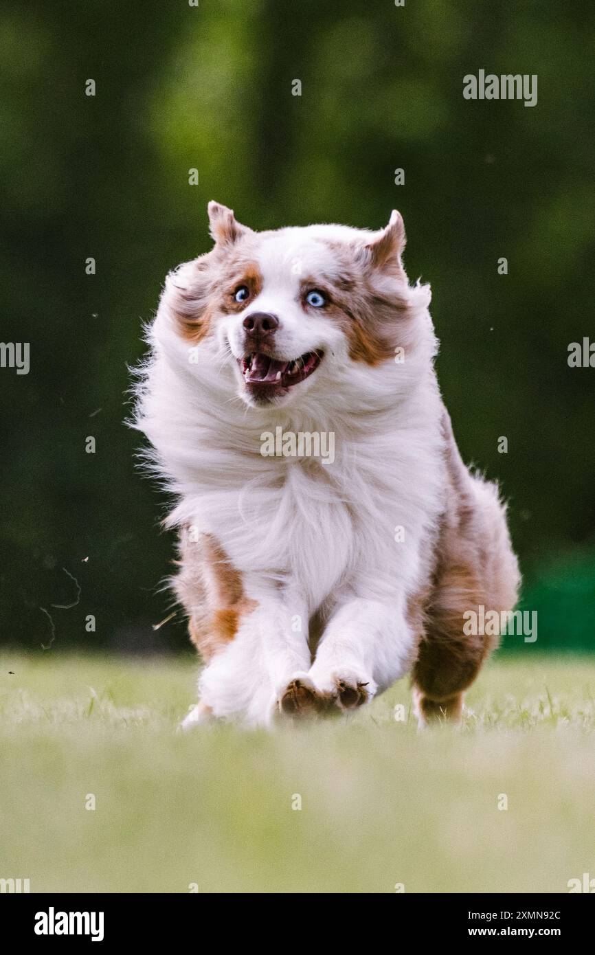 Miniature American Shepherd running lure course dog sport Stock Photo ...