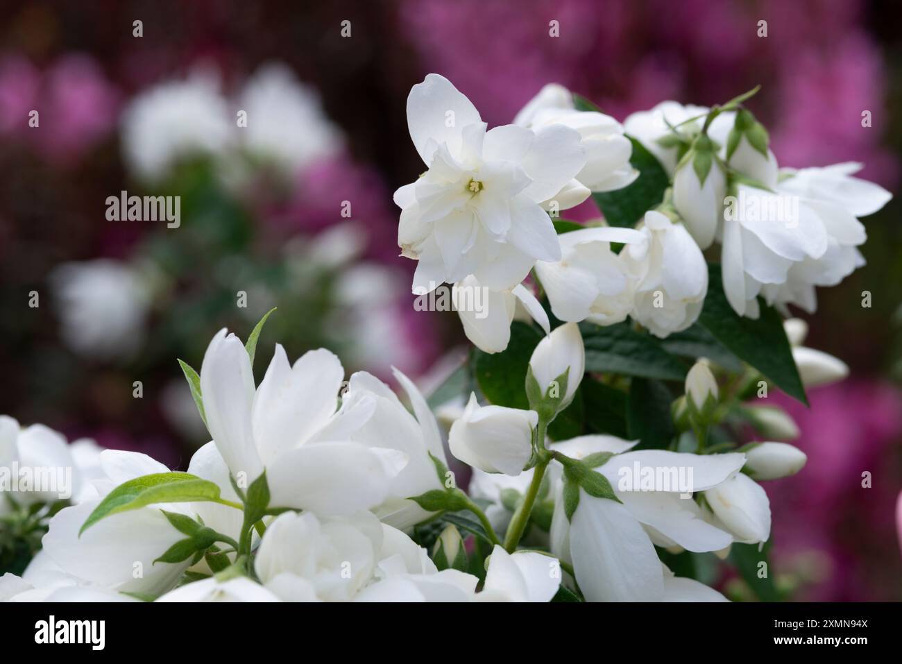 Philadelphus Virginalis Snowbelle Flowers Stock Photo - Alamy