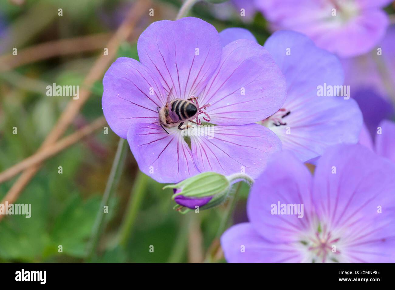 Meadow Cranes-bill Geranium pratense, hardy wild perennial five violet ...