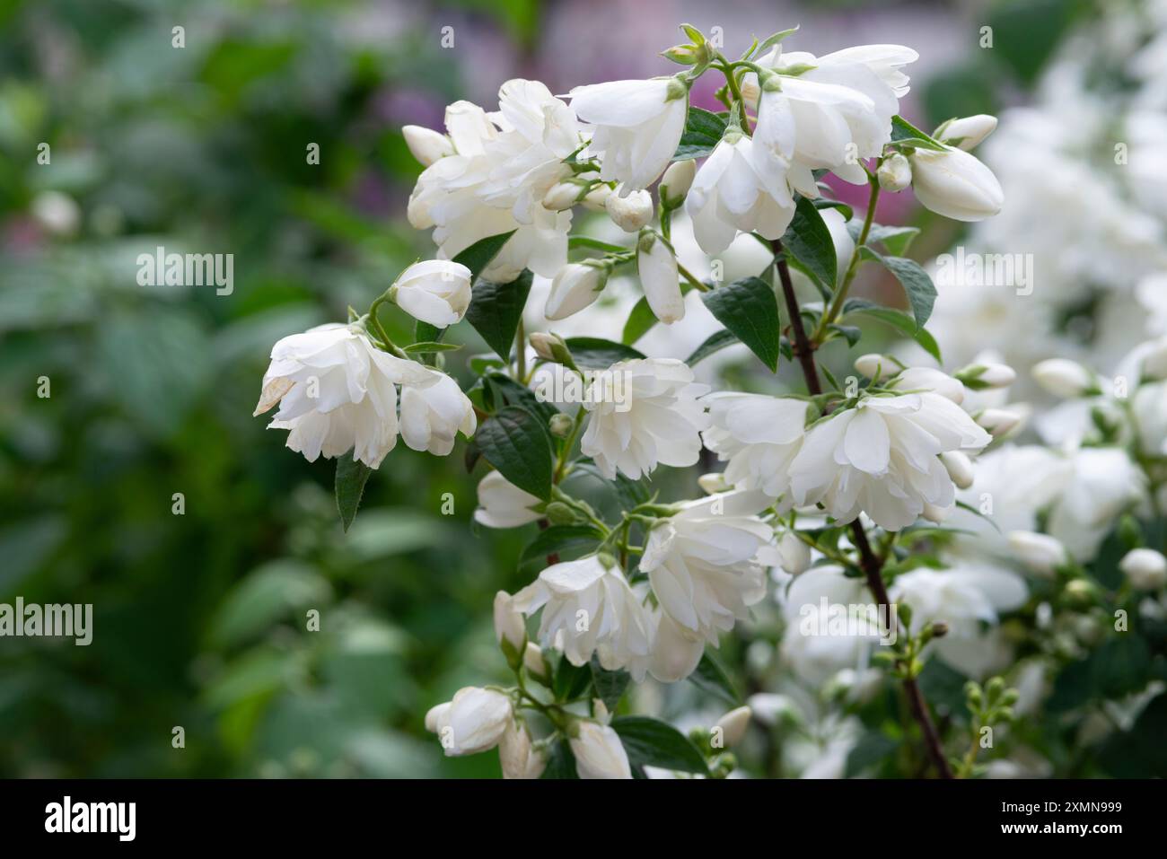 Philadelphus Virginalis Snowbelle Flowers Stock Photo - Alamy