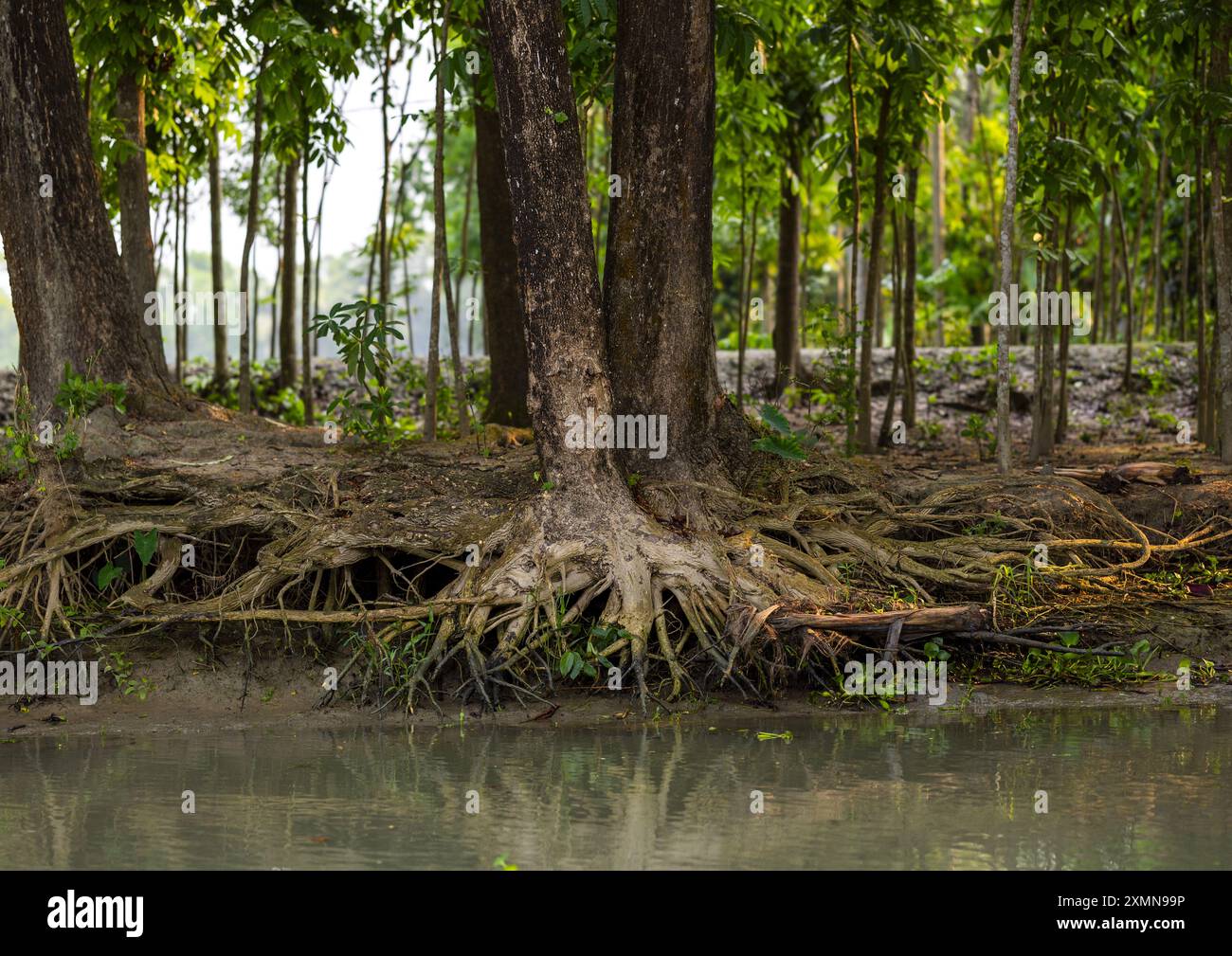 Trees with big roots in the sundarbans, Barisal Division, Banaripara ...