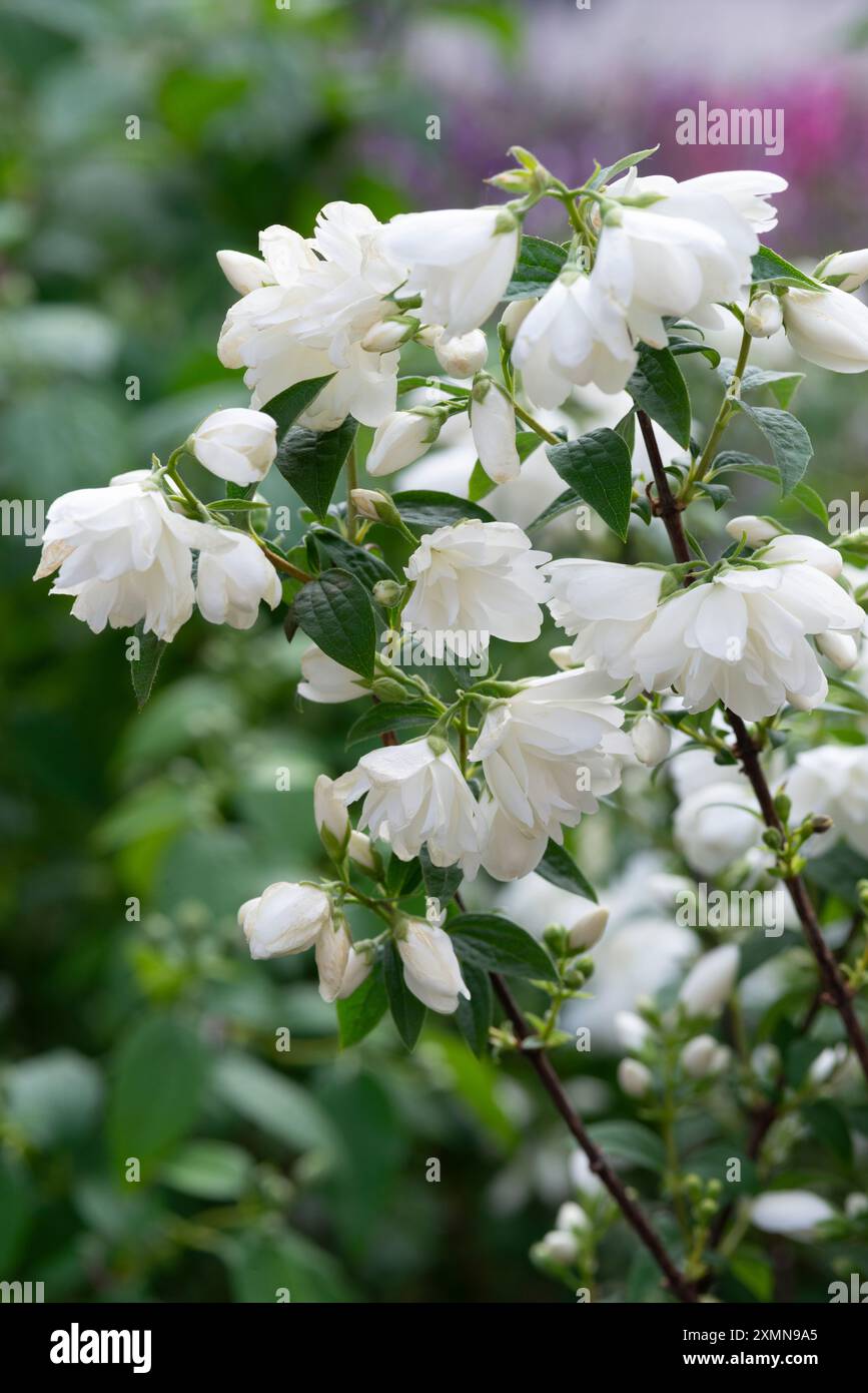 Philadelphus Virginalis Snowbelle Flowers Stock Photo - Alamy