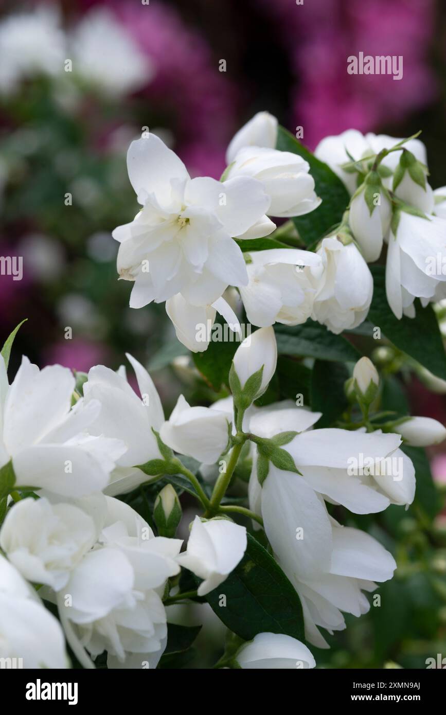 Philadelphus Virginalis Snowbelle Flowers Stock Photo - Alamy