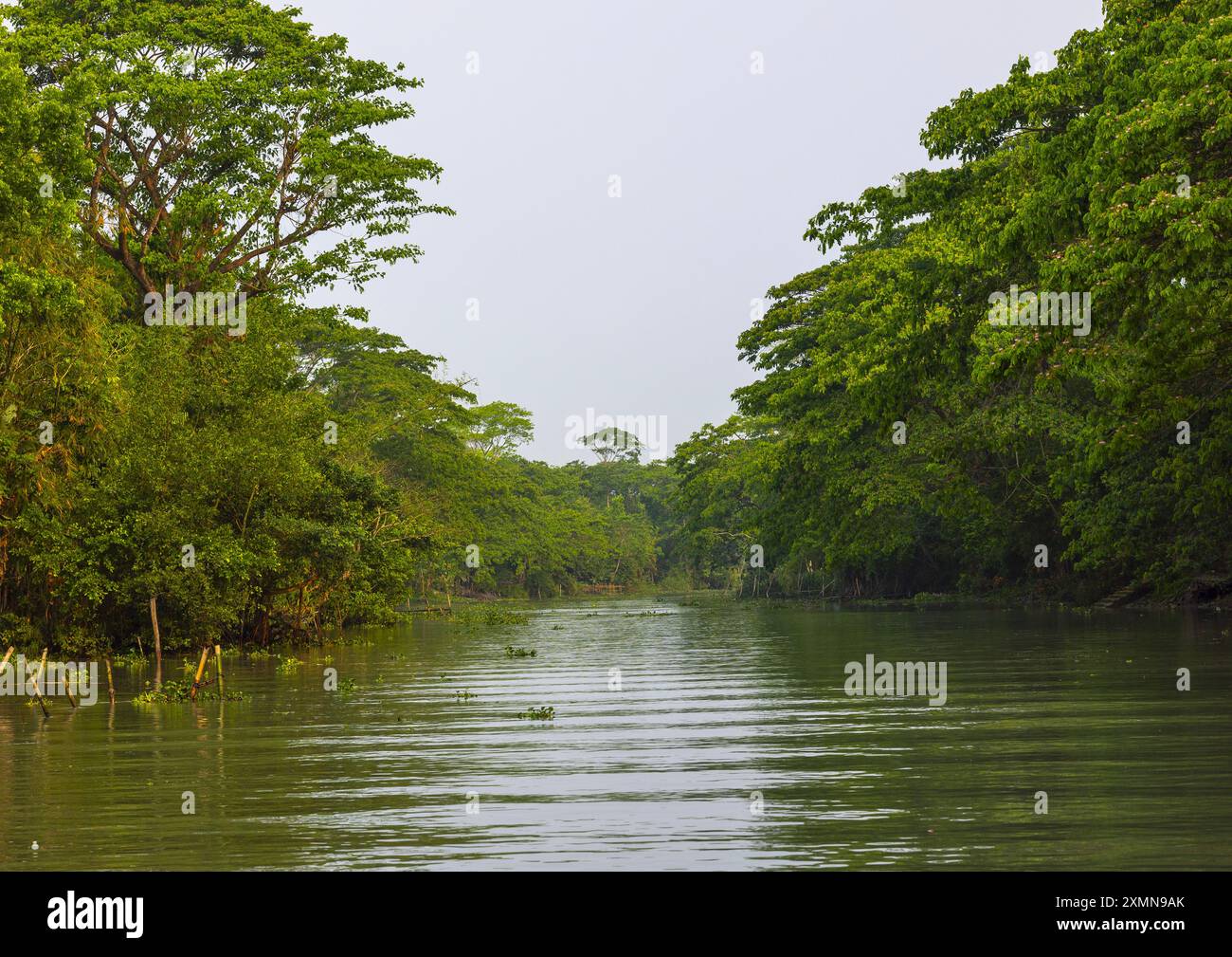 River in the sundarbans, Barisal Division, Banaripara, Bangladesh Stock ...