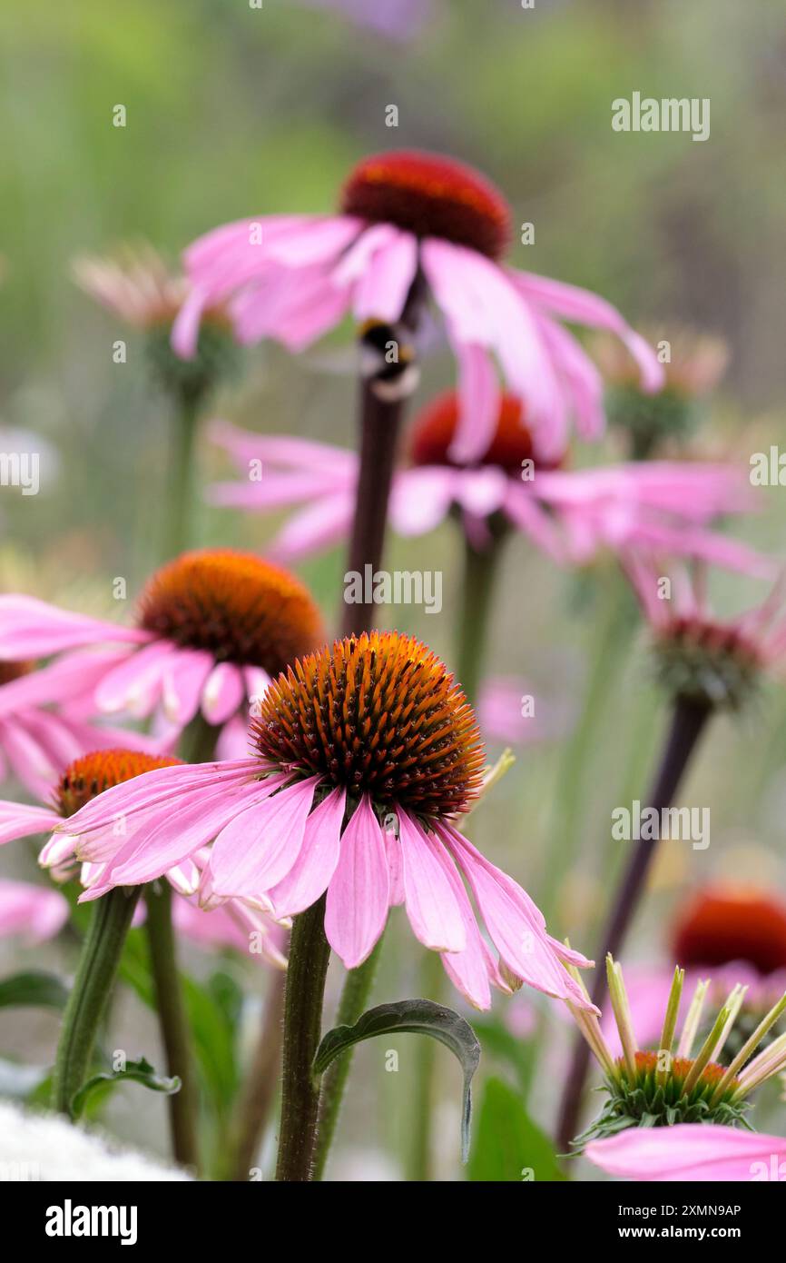 Cone flower magnus echinacea large flowered purple pink drooping petals ...