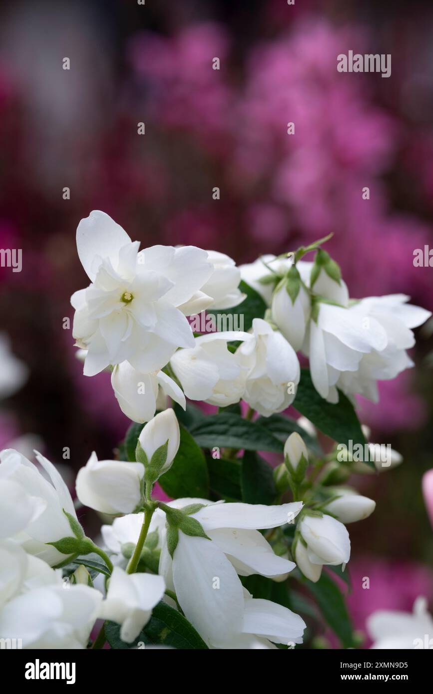 Philadelphus Virginalis Snowbelle Flowers Stock Photo - Alamy