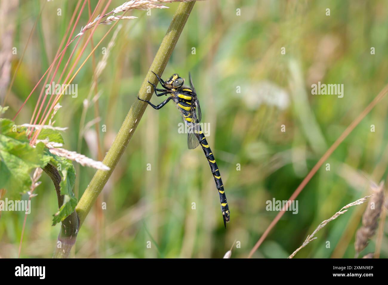 Golden ringed dragonfly Cordulegaster boltonii, black body yellow ...