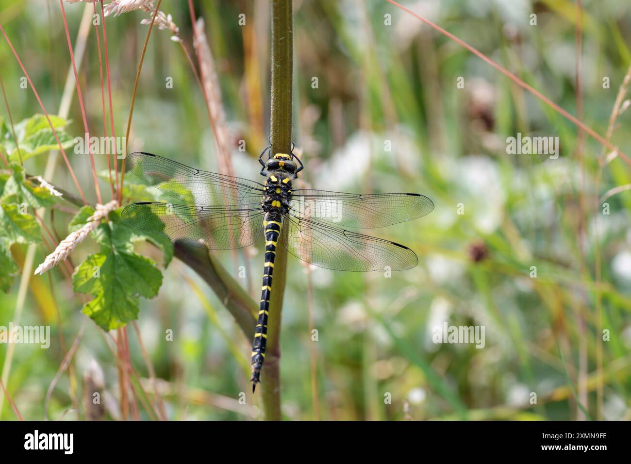 Golden ringed dragonfly Cordulegaster boltonii, black body yellow ...