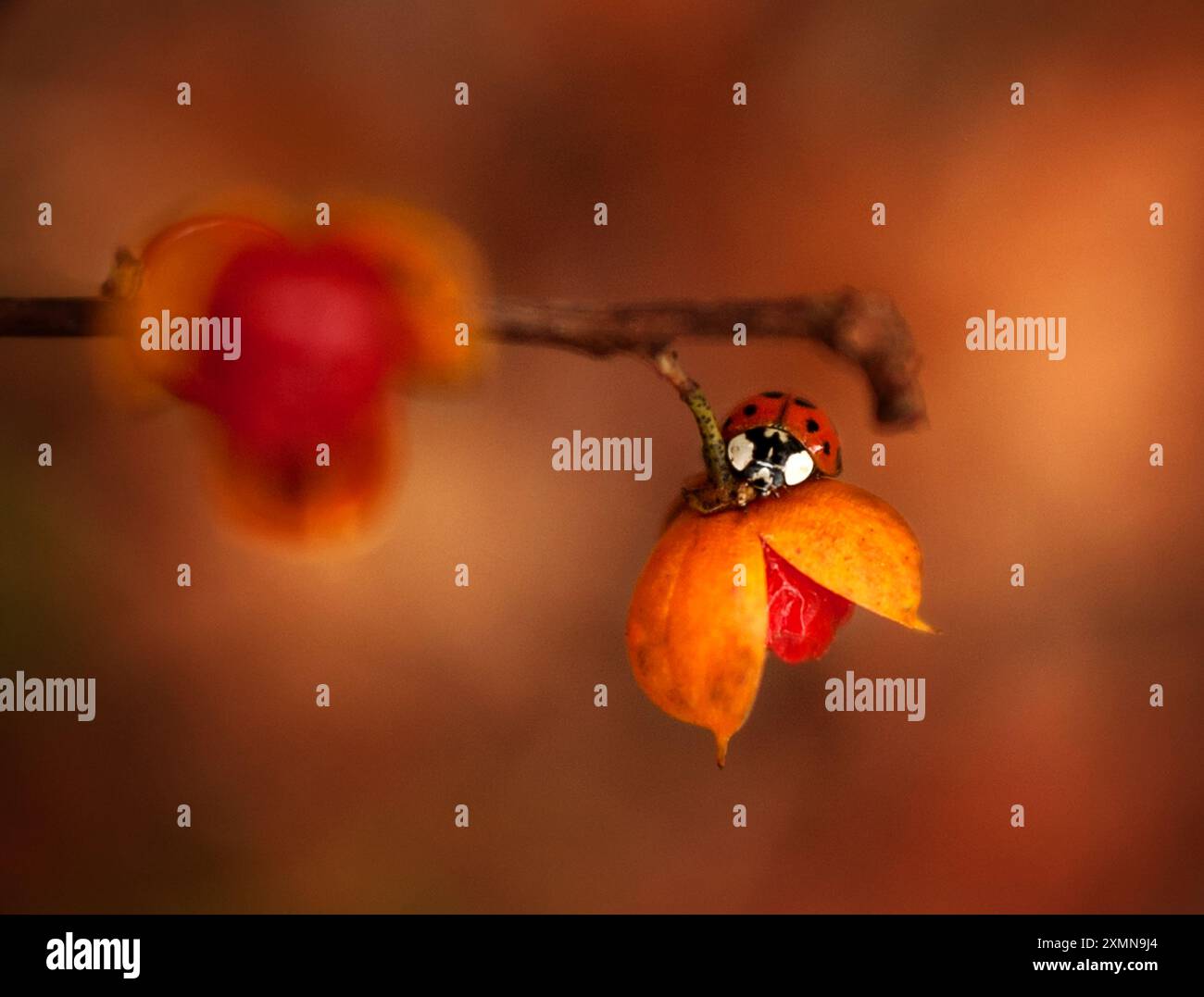 Ladybug on branch hi-res stock photography and images - Alamy
