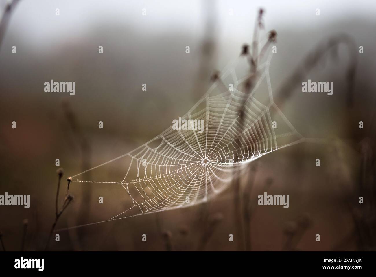 Shiny spider web hi-res stock photography and images - Alamy