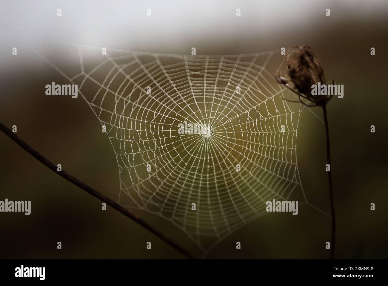 Dewy spider web hi-res stock photography and images - Alamy