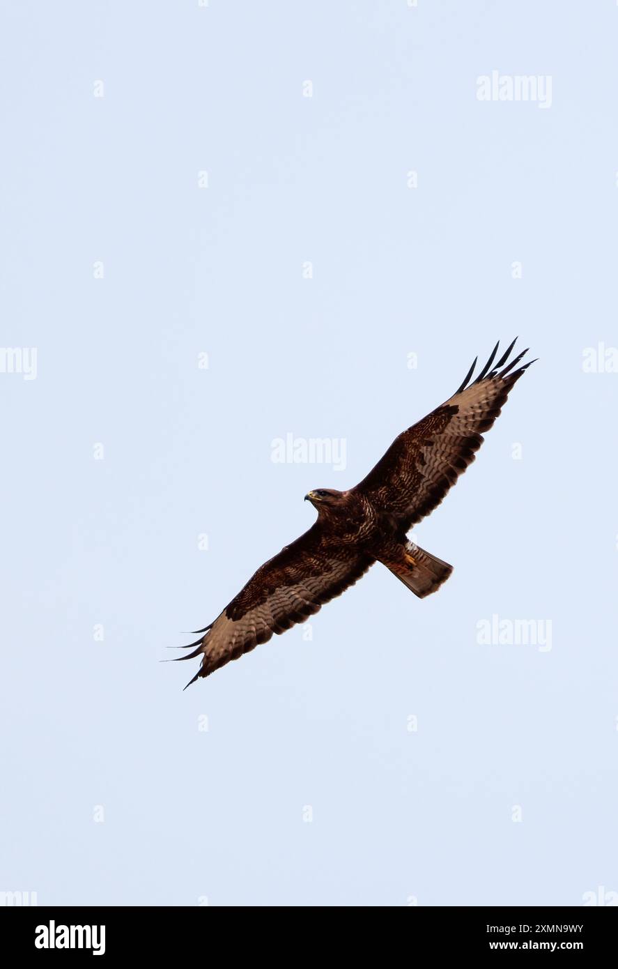 Large broad rounded wings hi-res stock photography and images - Alamy