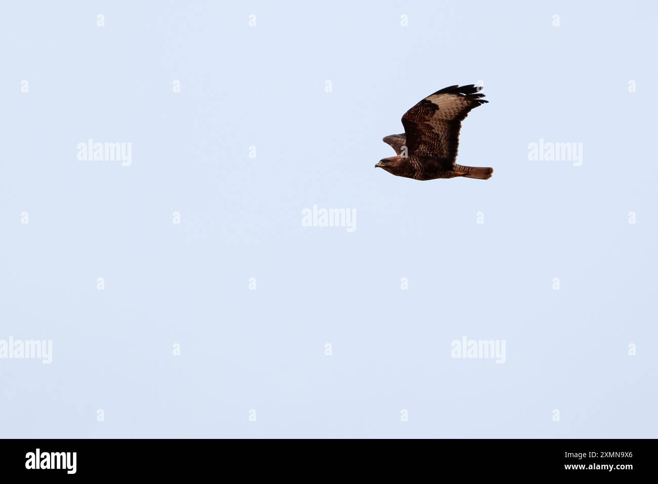 Buzzard Buteo buteo, raptor in flight with large broad rounded wings ...