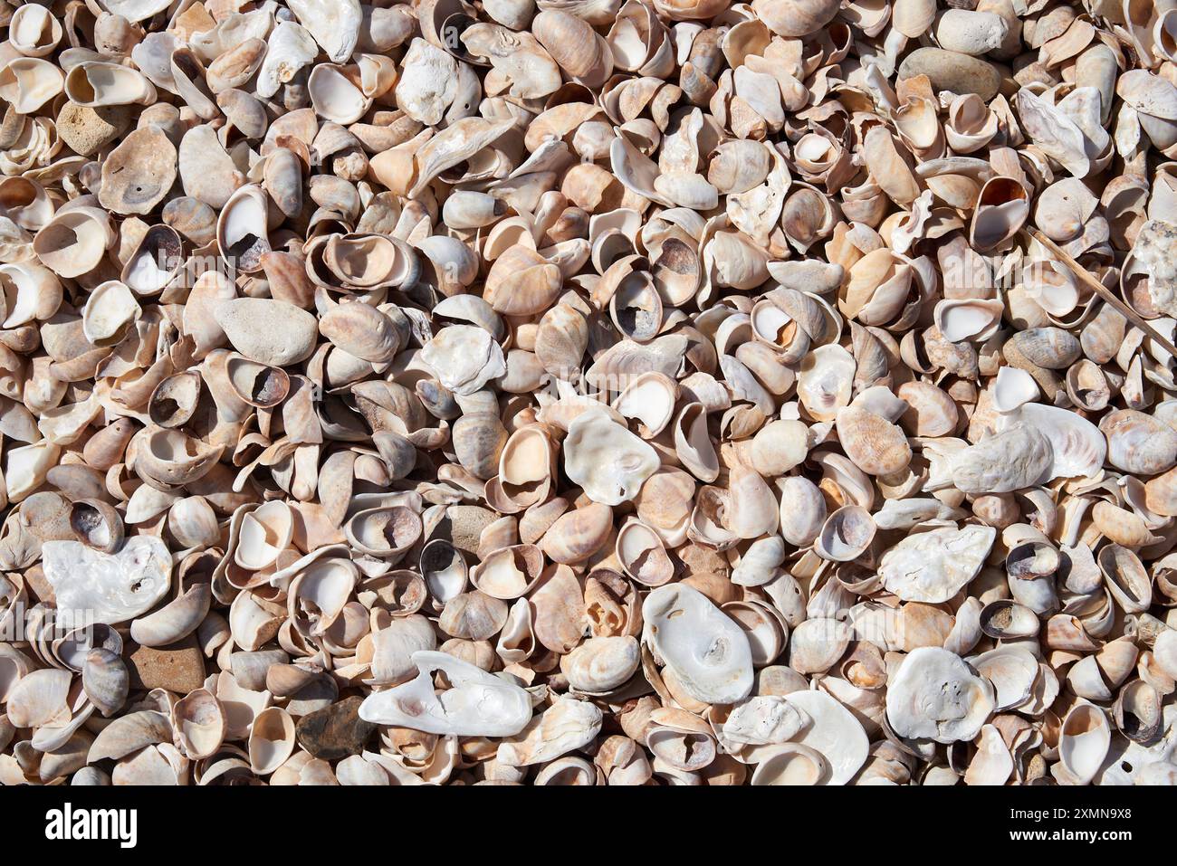 Atlantic beach shell texture in close i-up for background Stock Photo ...