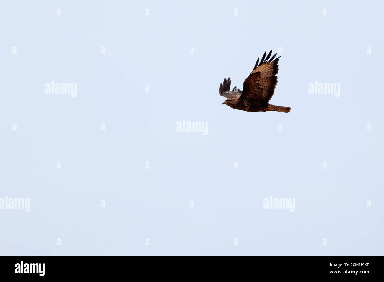 Buzzard Buteo buteo, raptor in flight with large broad rounded wings ...