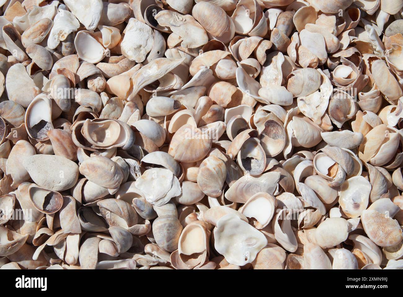 Atlantic beach shell texture in close i-up for background Stock Photo ...