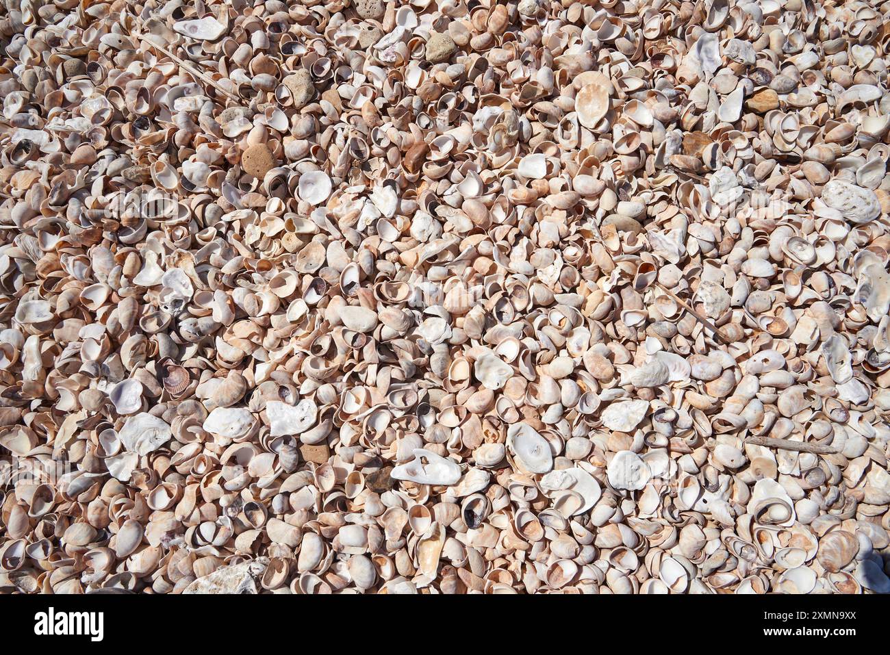 Atlantic beach shell texture in close i-up for background Stock Photo ...