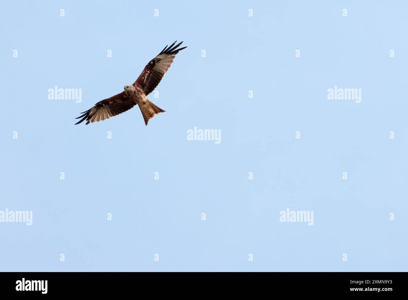 Shows underside of red kite in flight hi-res stock photography and ...