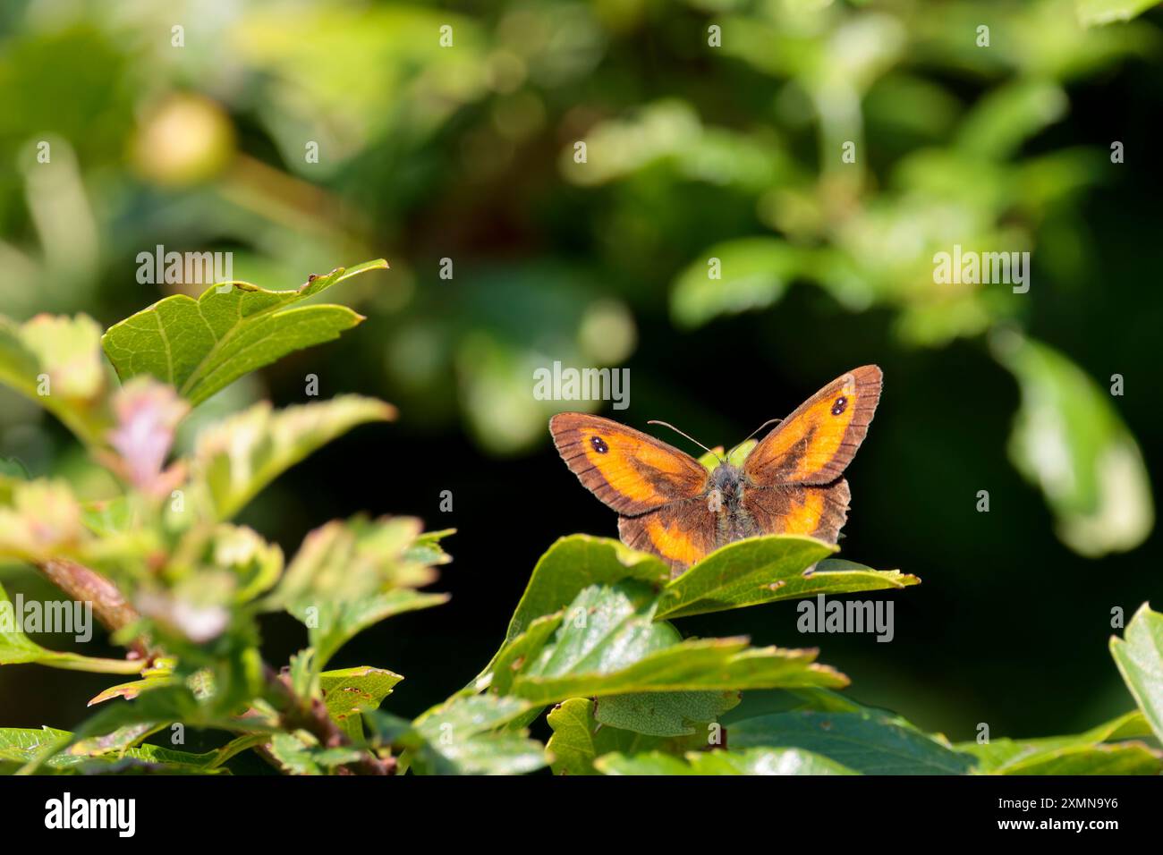 Orange markings upperwings hi-res stock photography and images - Alamy