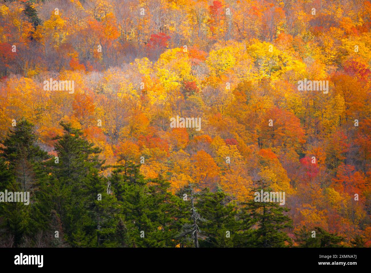 Fiery Red and Yellow Fall Leaves in Vermont Stock Photo - Alamy