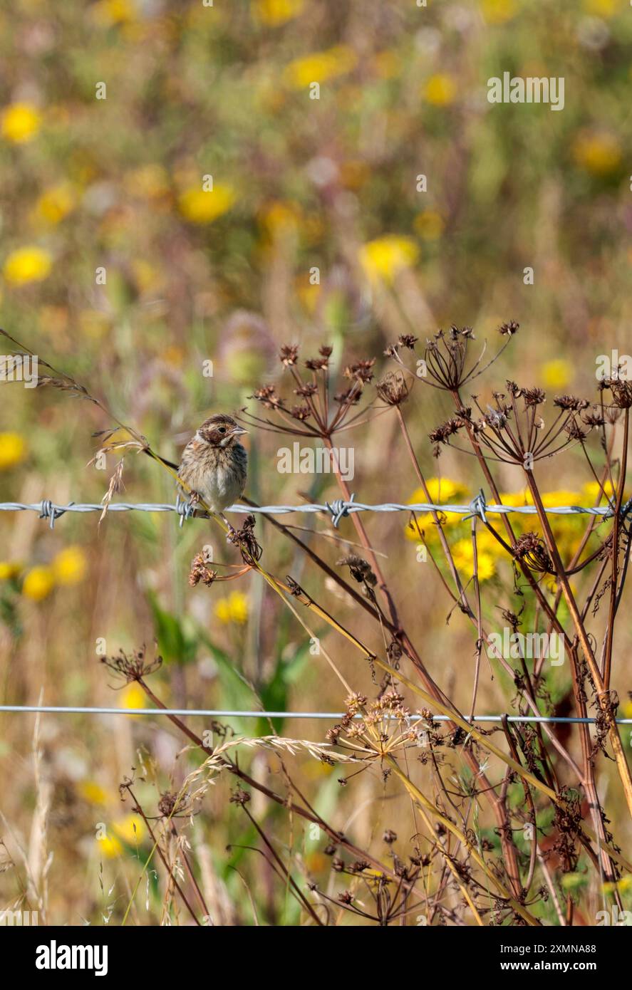 Reed bunting Emberiza schoeniclus, female bird on barbed wire fence ...