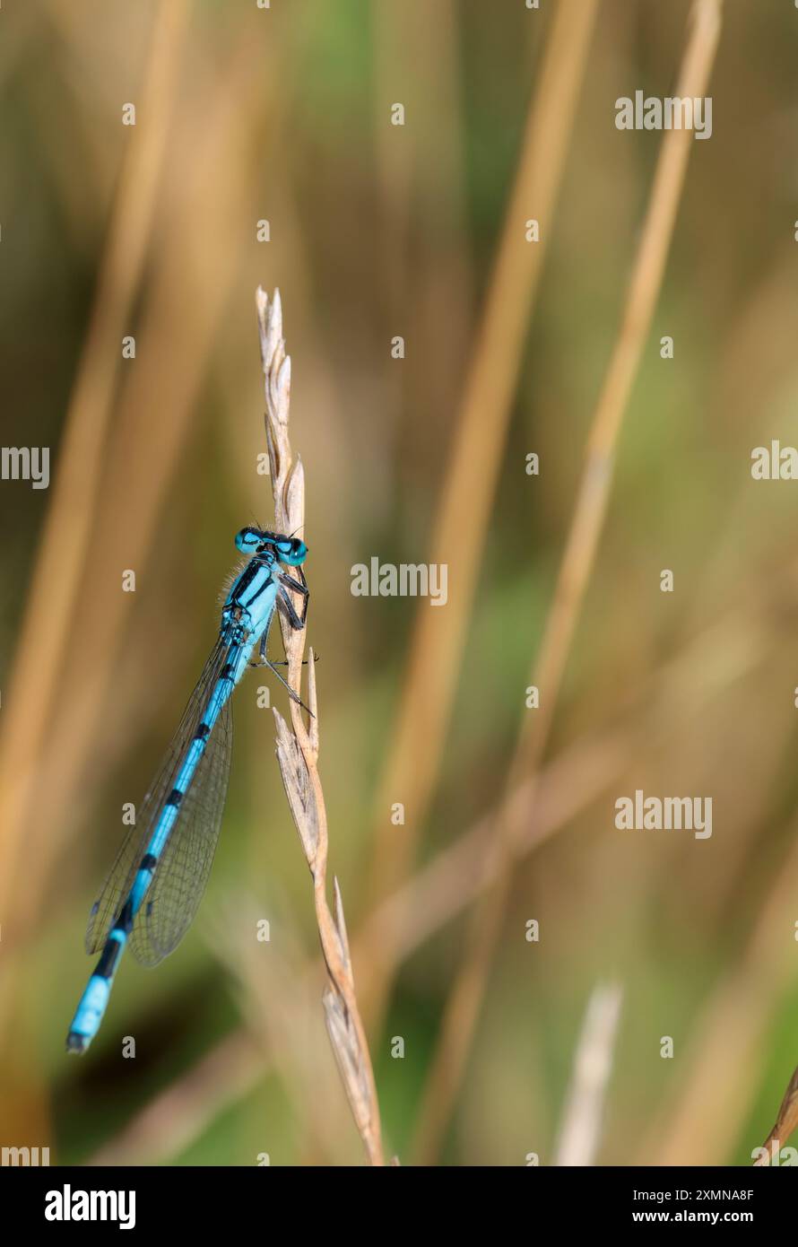 Black stripes lines on thorax hi-res stock photography and images - Alamy