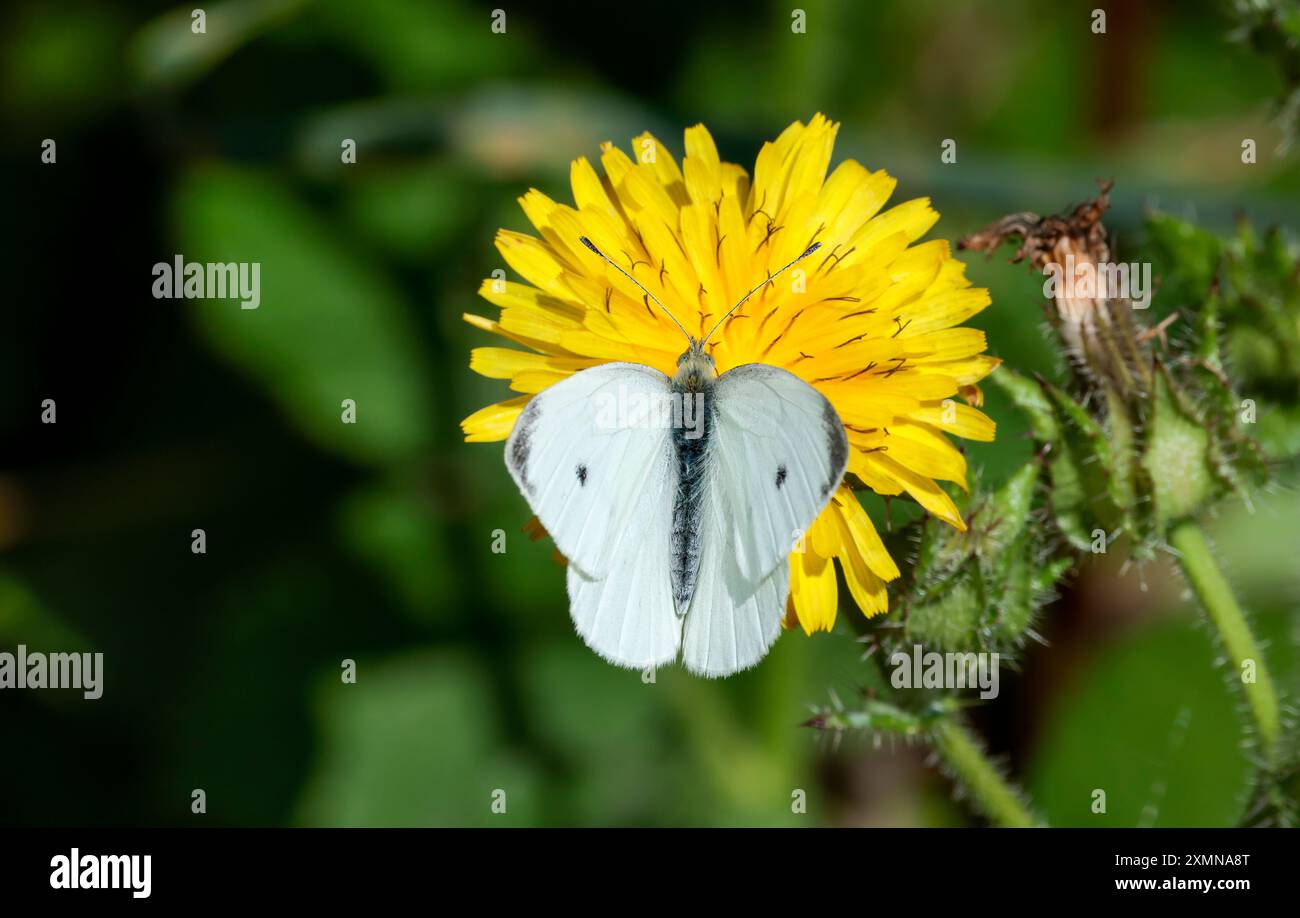 Black tip to forewings hi-res stock photography and images - Alamy