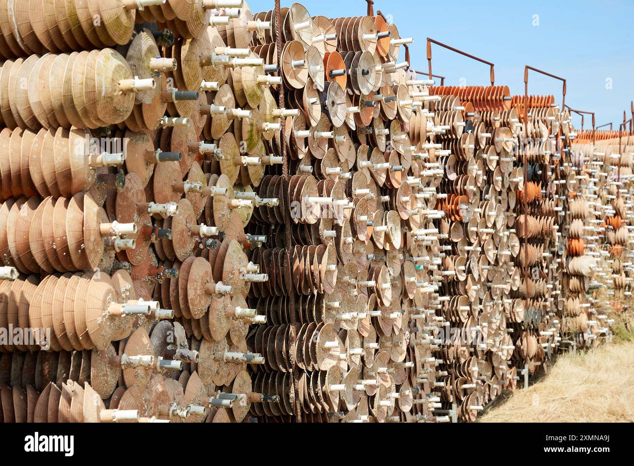 Oyster spat hi-res stock photography and images - Alamy