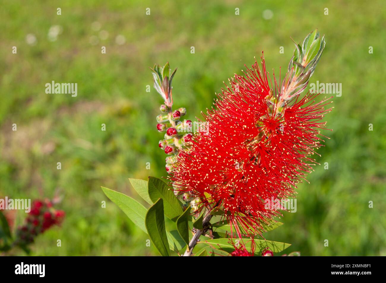 Scarlet melaleuca hi-res stock photography and images - Alamy