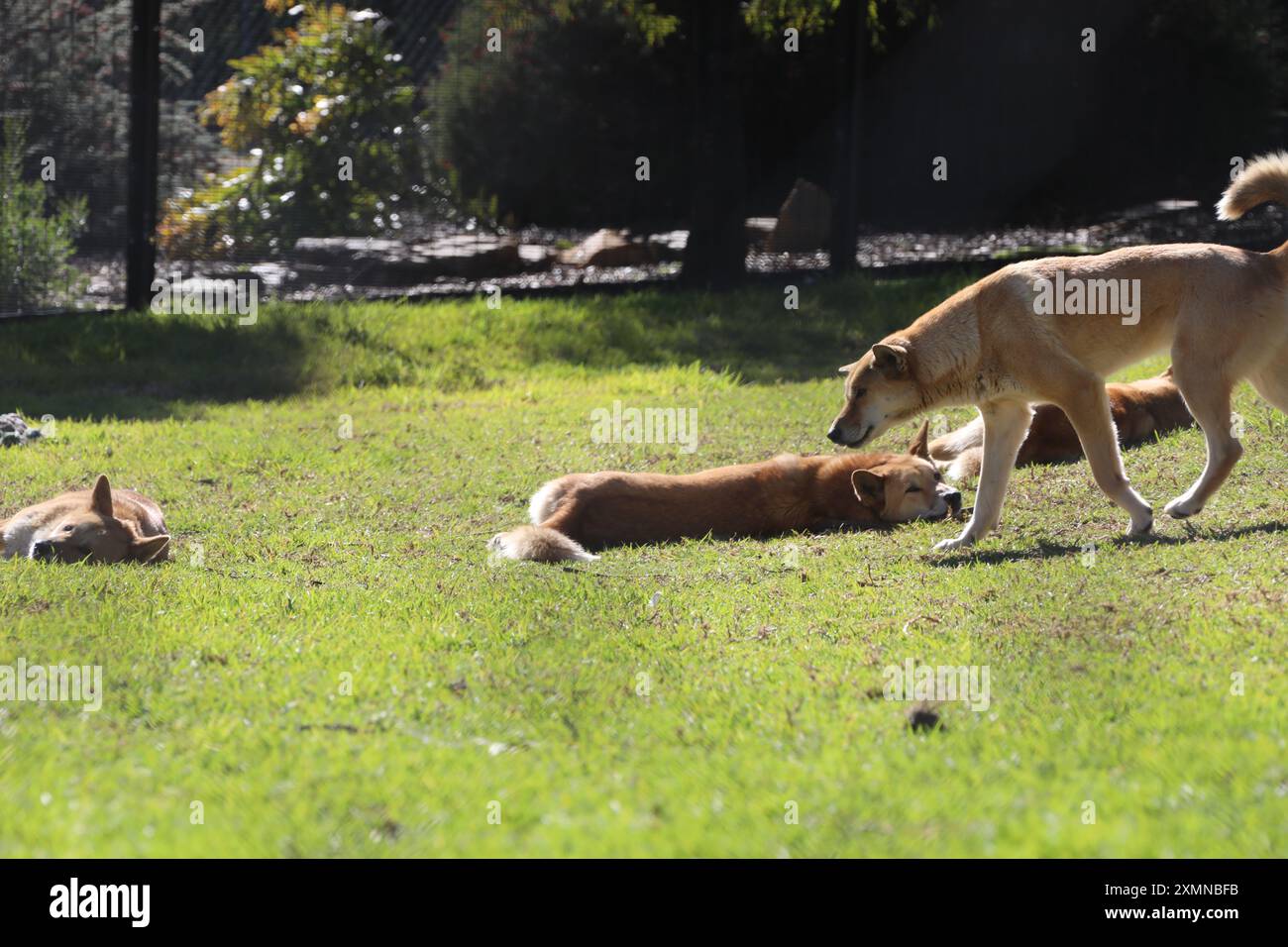 Dingoes at Wagga Wagga Zoo and Aviary, Wagga Wagga, NSW, Australia ...
