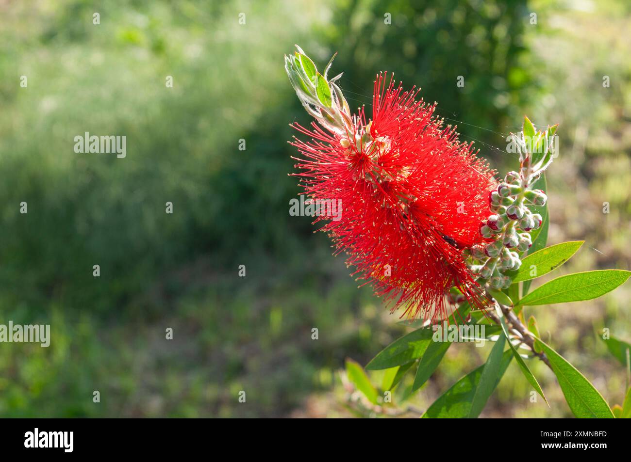 Scarlet bottlebrush plant hi-res stock photography and images - Alamy