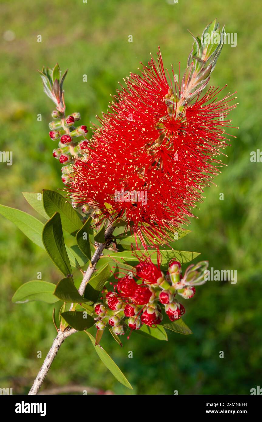 Scarlet bottlebrush hi-res stock photography and images - Alamy