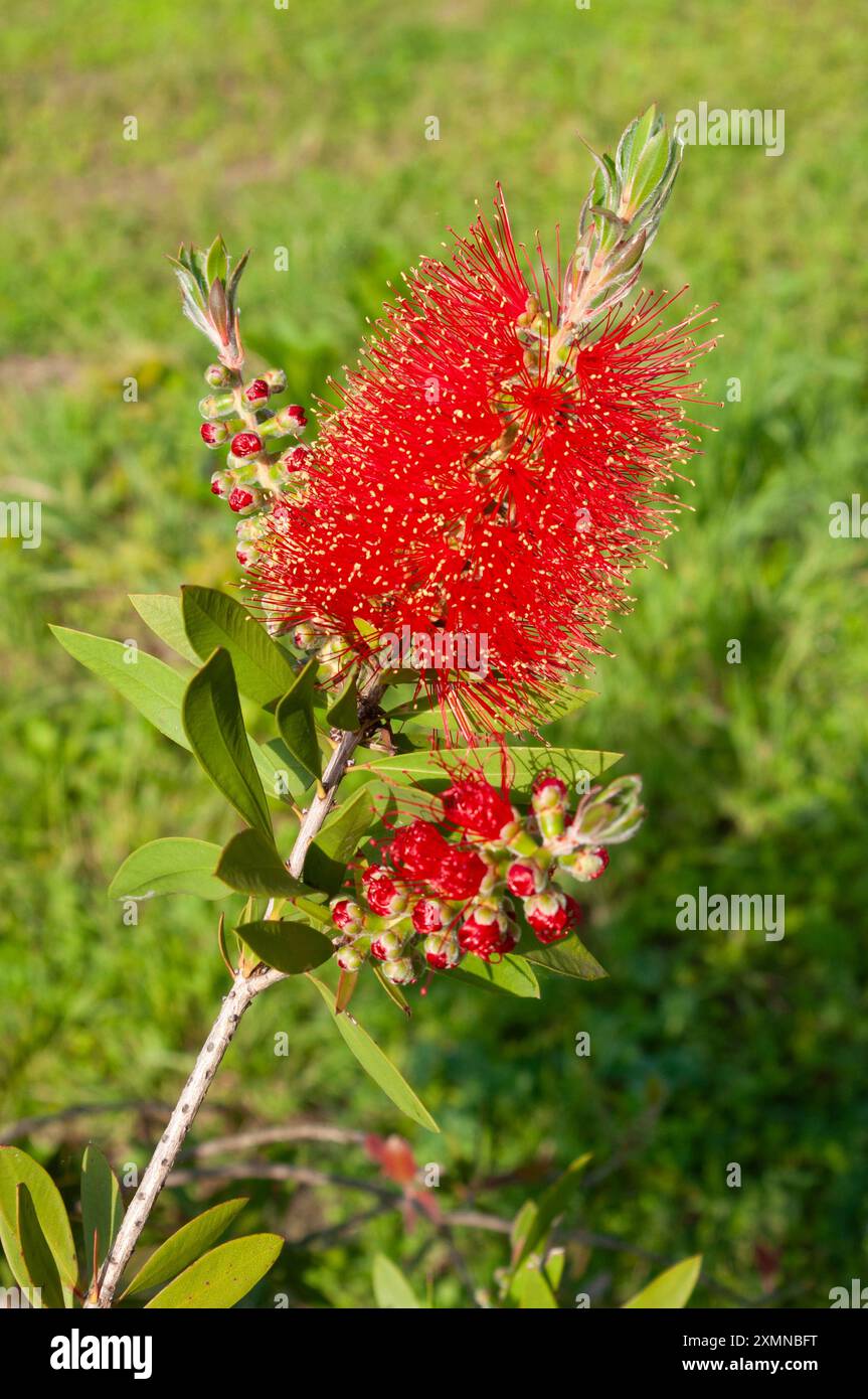 Scarlet melaleuca hi-res stock photography and images - Alamy